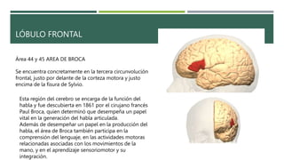 áreas de brodmann, Neuropsicologia .pptx