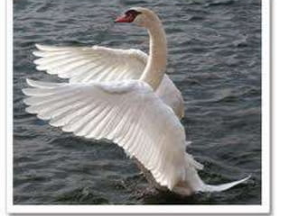 Introdutory presentation on Reason for Tok | PPTX