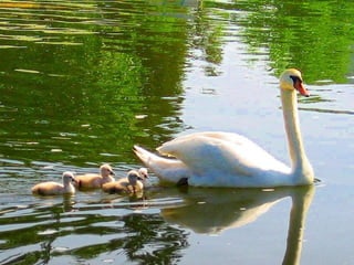 Introdutory presentation on Reason for Tok | PPTX