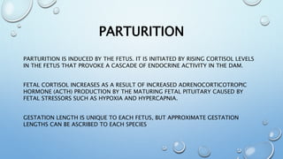 Reasons and treatment of prolong calving in cattle | PPT