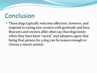 Reasons to Adopt a Rescue Dog | PPT