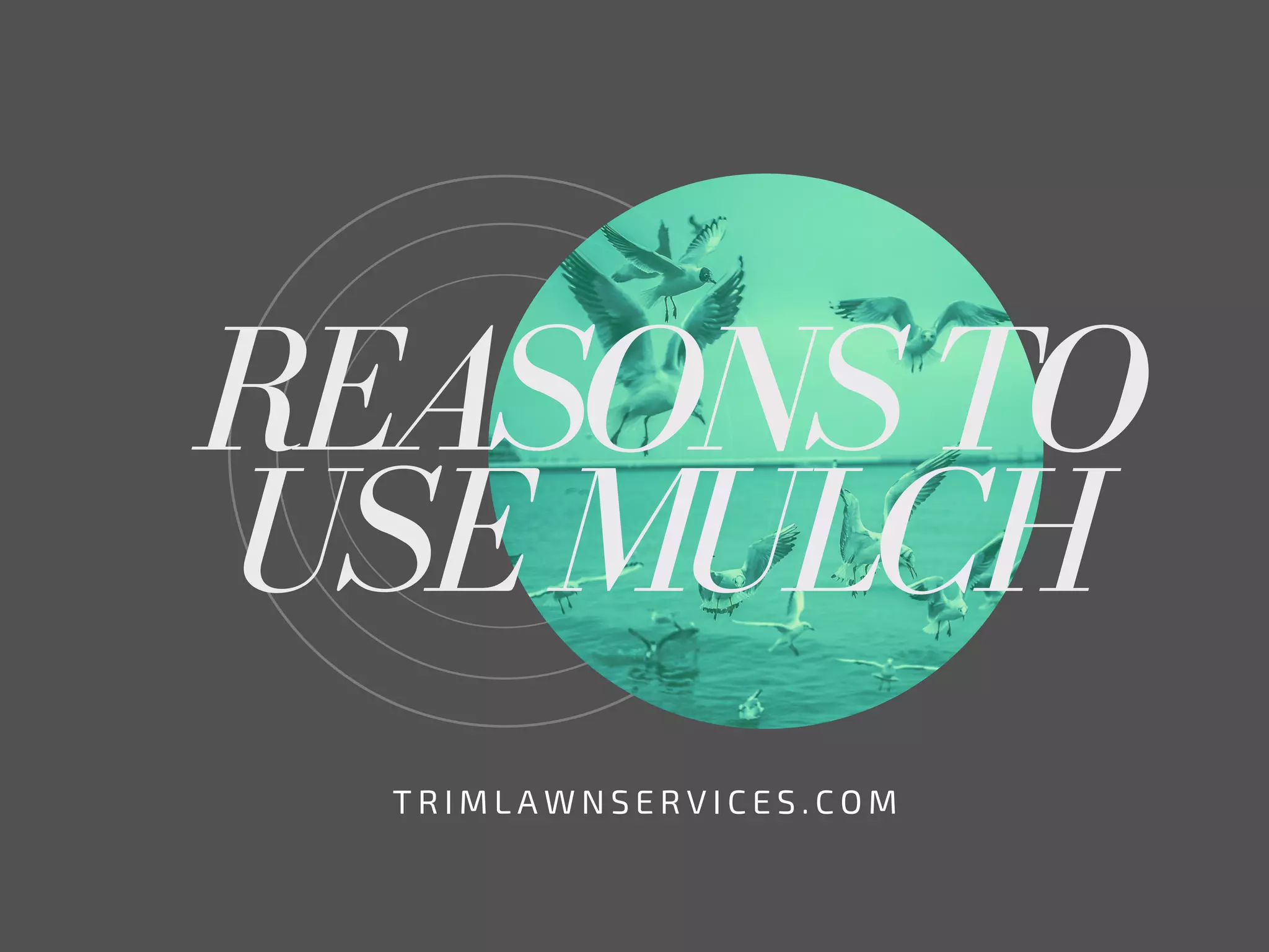 Reasons to Use Mulch | PDF