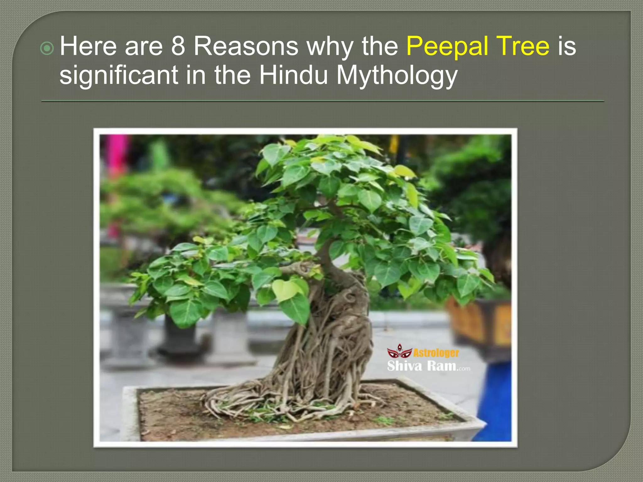 Reasons why the Peepal Tree is significant in the Hindu Mythology | PPTX