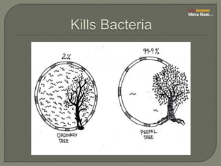 Reasons why the Peepal Tree is significant in the Hindu Mythology | PPTX