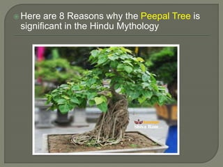 Reasons why the Peepal Tree is significant in the Hindu Mythology | PPTX