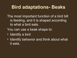 LSUMNS bird activity | PPT | Birdwatching | Hobbies & Interests