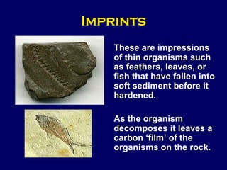 LSUMNS fossil types | PPT