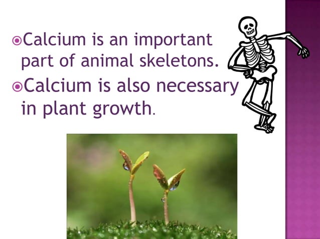 Calcium (Rebecca Barnes) | PPT