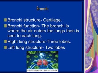 Rebecca dyment respiratory system2 | PPT