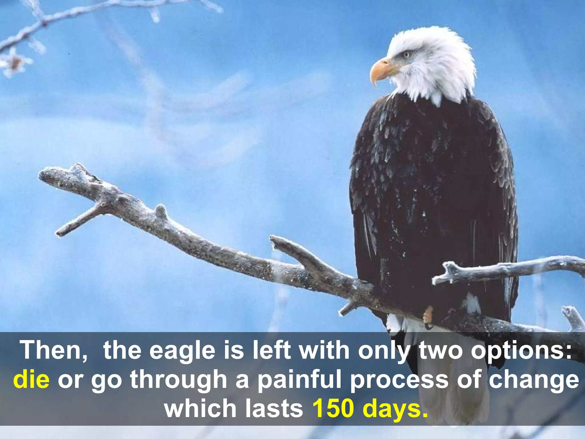 Rebirth Of An Eagle | PPS