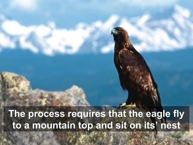 Rebirthofthe eagle managing_change | PPT | Air Travel | Travel Type