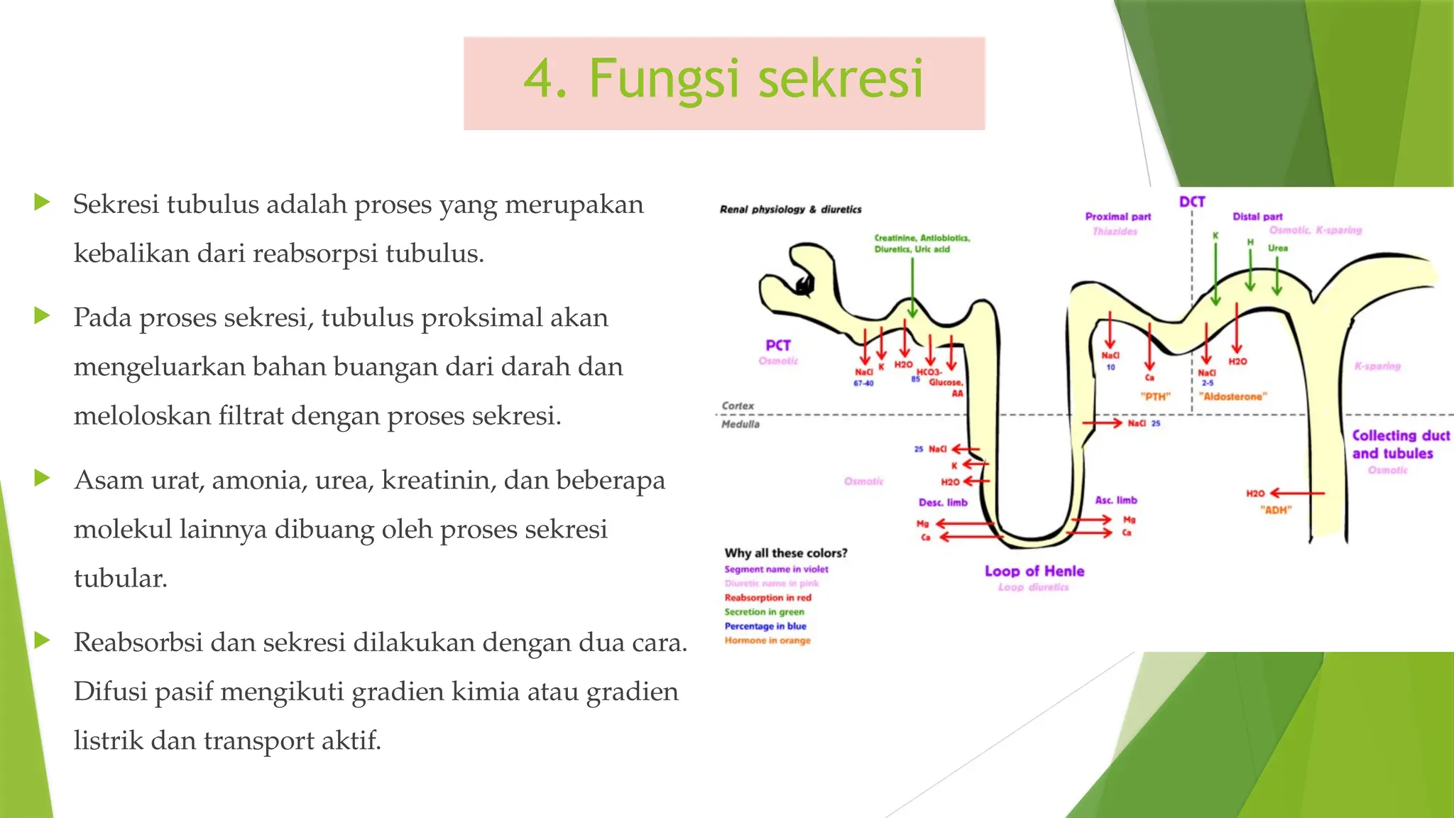RECAP anatomi fisiologi ginjal day 1 dr.Christine.pptx