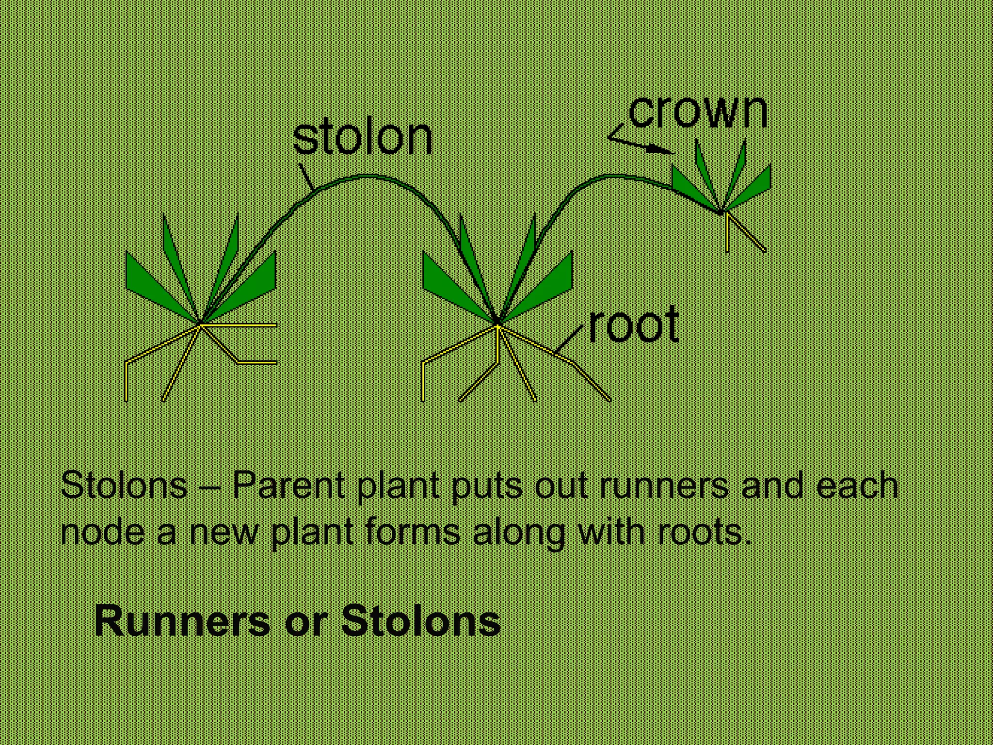 Recent advances and commercial propagation technique in fruit crops | PPTX