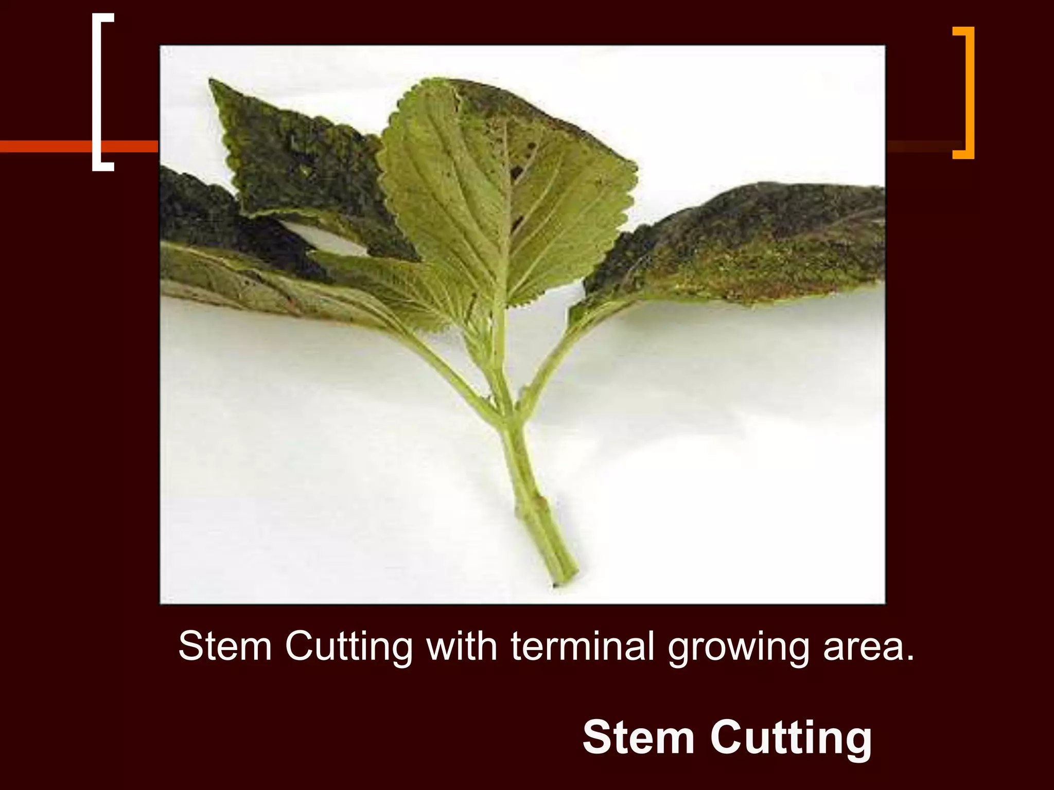 Recent advances and commercial propagation technique in fruit crops | PPTX