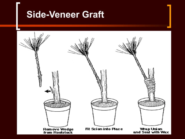 Recent advances and commercial propagation technique in fruit crops ...