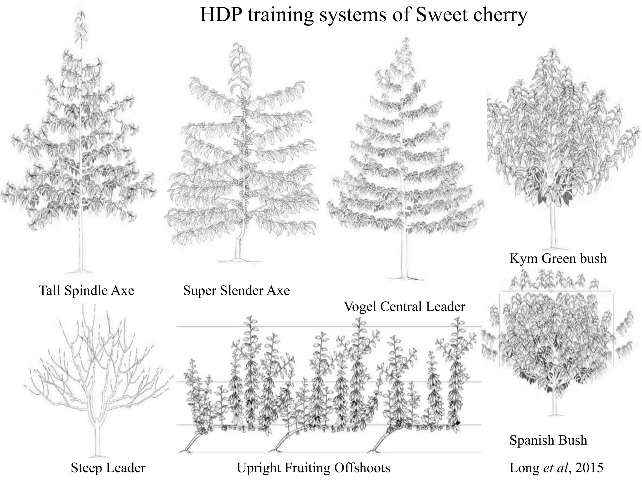 Recent advances in hdp of citrus, guava, apricot and cherry | PPTX