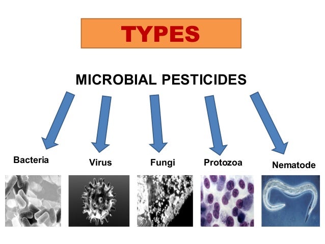 Recent advances in microbial pesticide