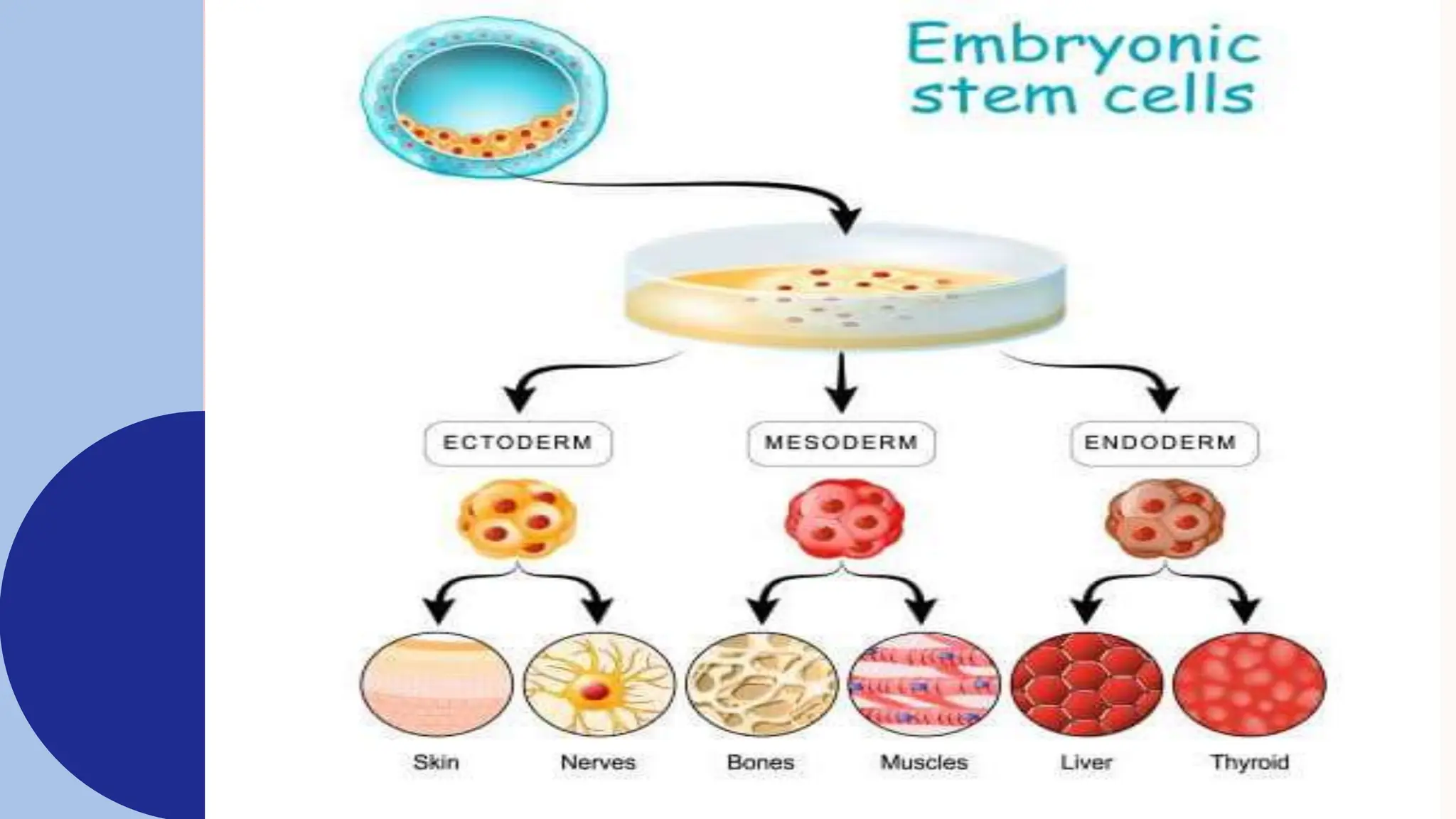 Recent Advances in STEM CELLS and System Biology SR.pptx
