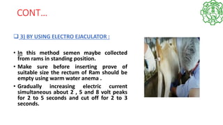 RECENT ADVANCES OF ARTIFICIAL INSEMINATION IN SHEEP new.pptx