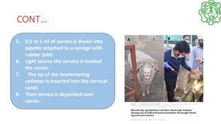 RECENT ADVANCES OF ARTIFICIAL INSEMINATION IN SHEEP new.pptx