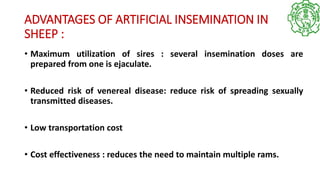RECENT ADVANCES OF ARTIFICIAL INSEMINATION IN SHEEP new.pptx