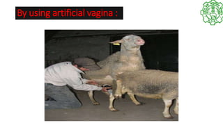 RECENT ADVANCES OF ARTIFICIAL INSEMINATION IN SHEEP new.pptx