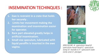 RECENT ADVANCES OF ARTIFICIAL INSEMINATION IN SHEEP new.pptx