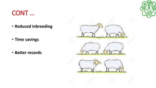 RECENT ADVANCES OF ARTIFICIAL INSEMINATION IN SHEEP new.pptx