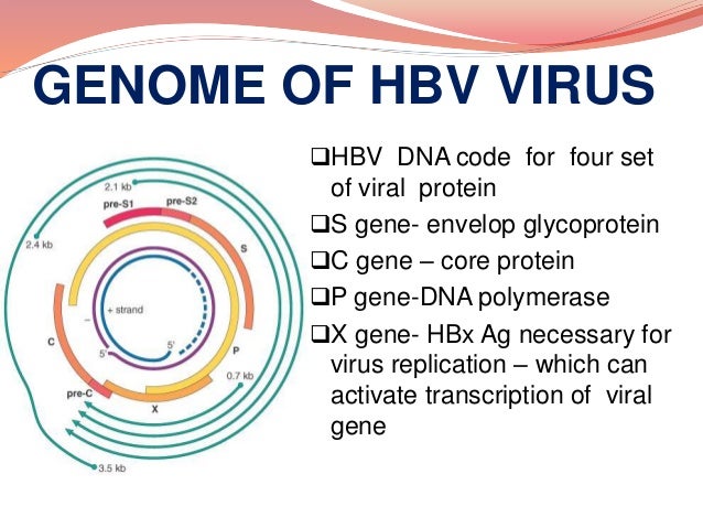 Most common mode of hepatitis a transmission - echosaki