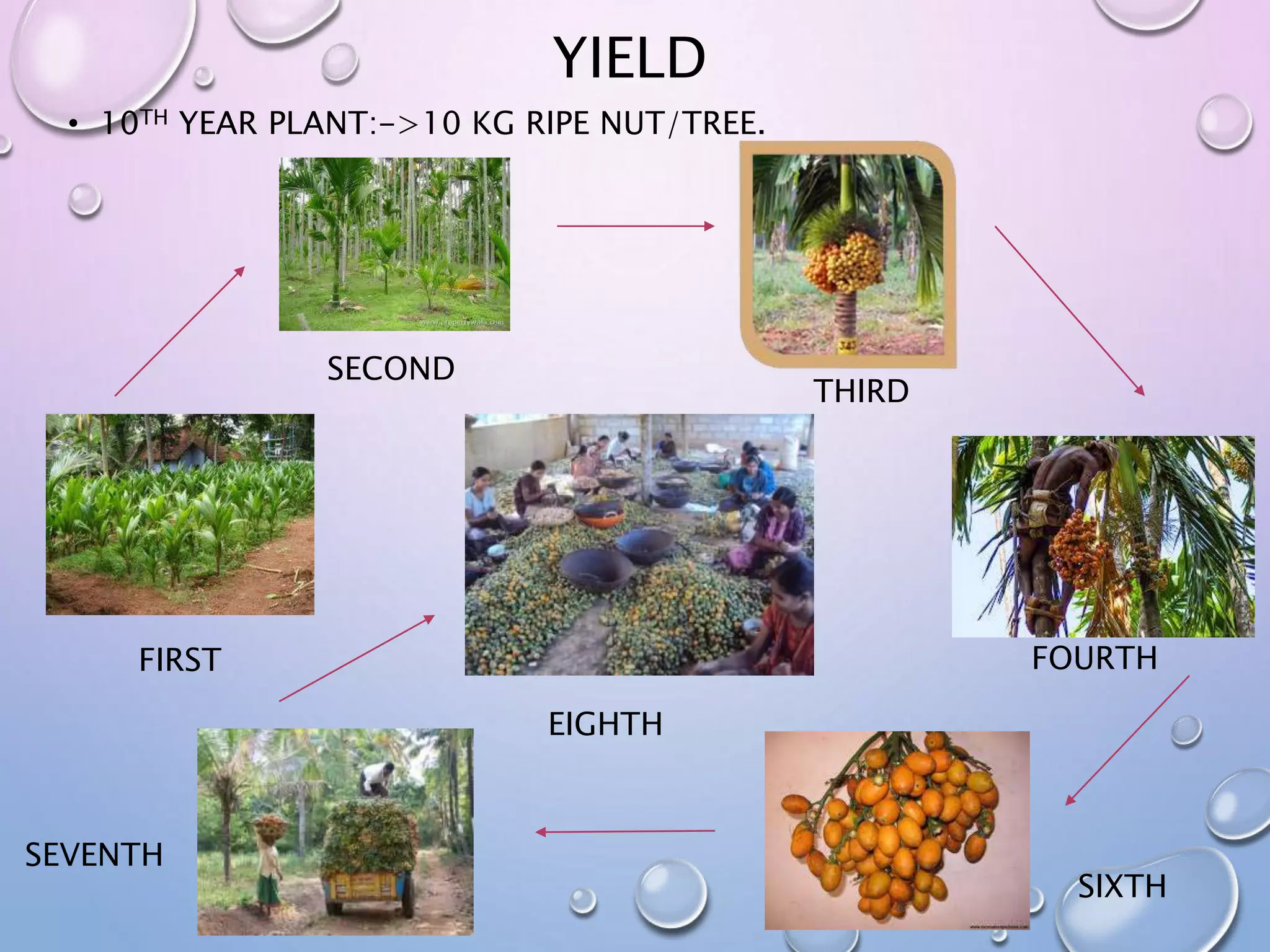 Recent advences in production and processing of arecanut | PPTX