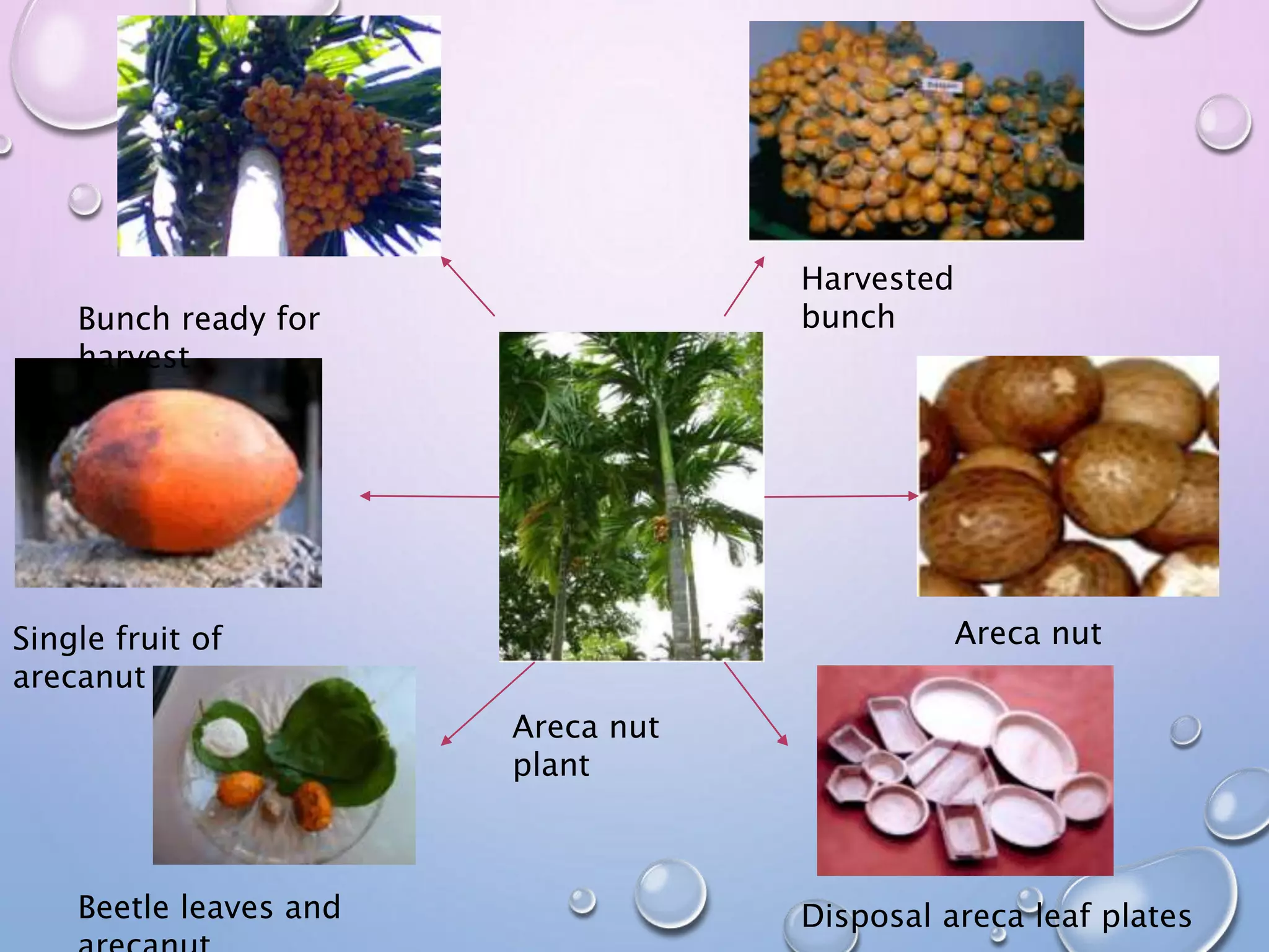 Recent advences in production and processing of arecanut | PPTX