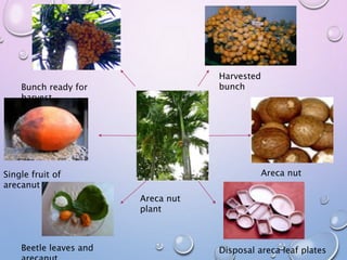 Recent advences in production and processing of arecanut | PPTX