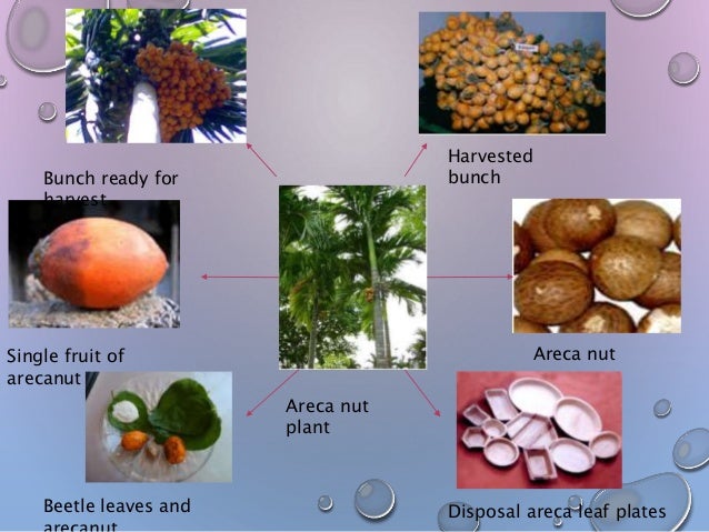 Recent advences in production and processing of arecanut