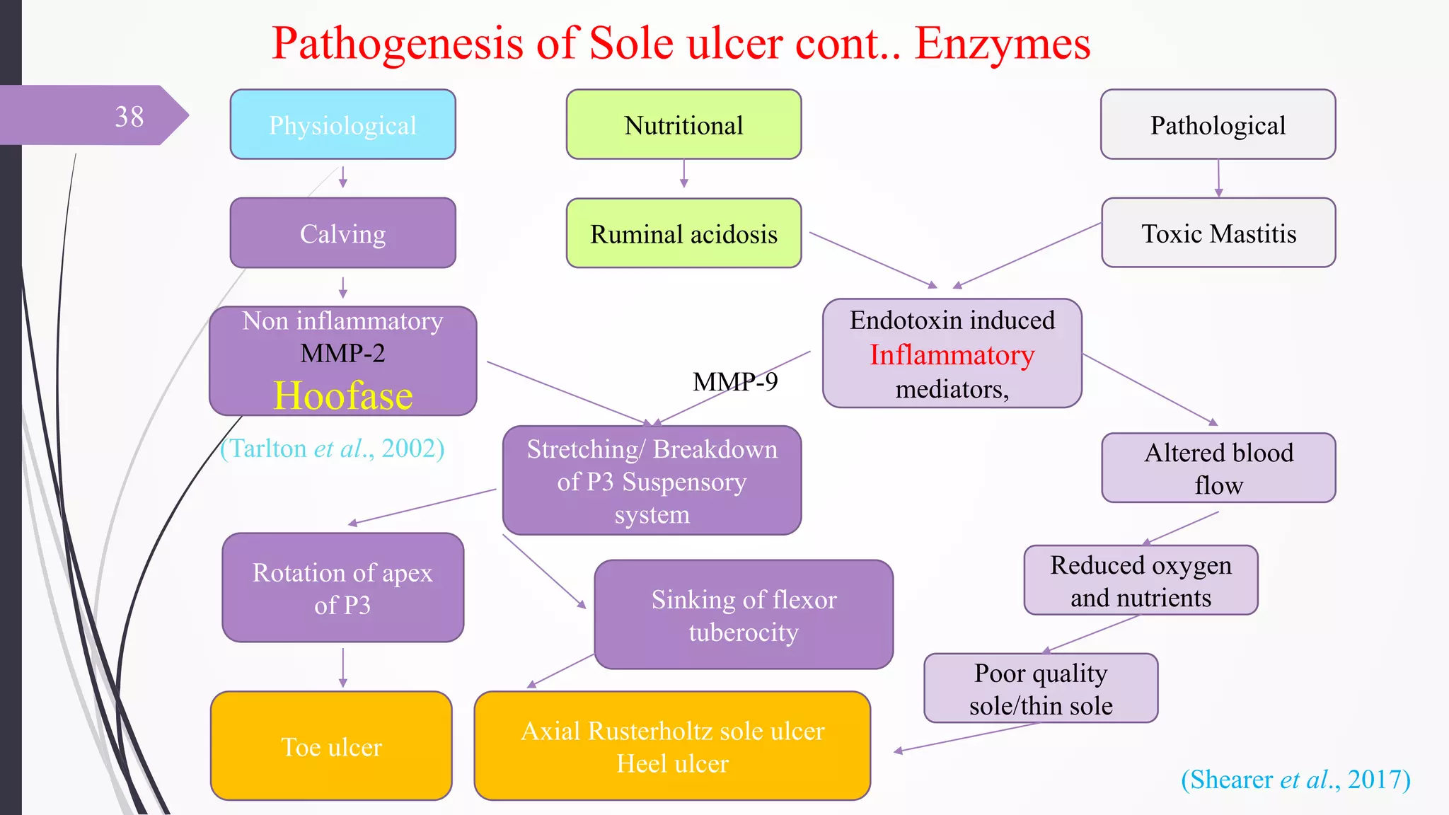 RECENT CONCEPTS IN ETIOPATHOGENESIS OF LAMENESS IN DAIRY CATTLE | PPT