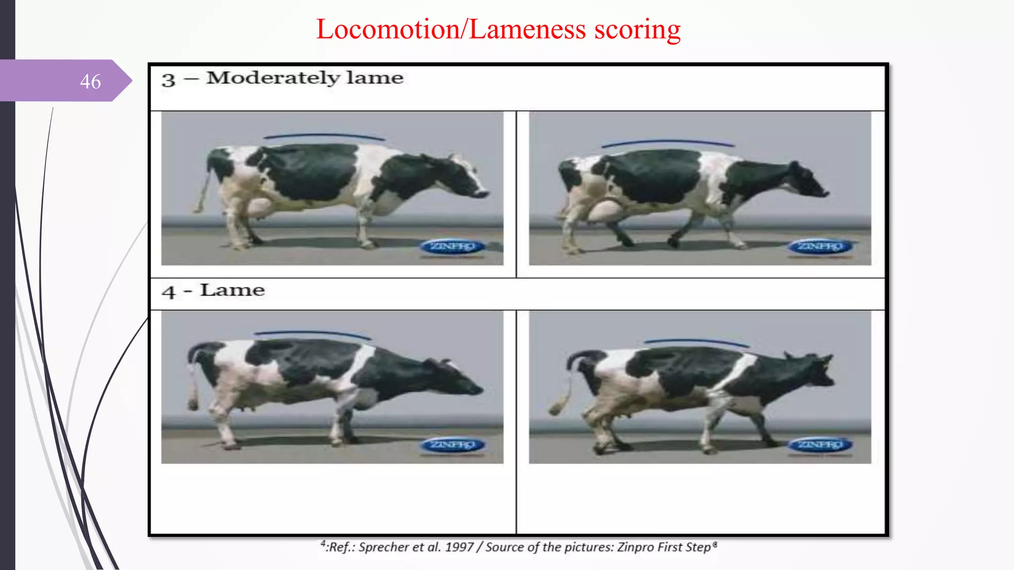 RECENT CONCEPTS IN ETIOPATHOGENESIS OF LAMENESS IN DAIRY CATTLE | PPT