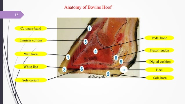 RECENT CONCEPTS IN ETIOPATHOGENESIS OF LAMENESS IN DAIRY CATTLE | PPT