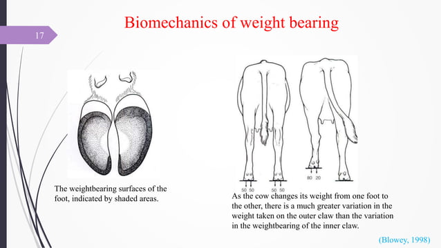 RECENT CONCEPTS IN ETIOPATHOGENESIS OF LAMENESS IN DAIRY CATTLE | PPT