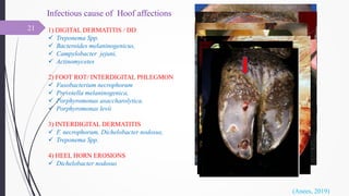 RECENT CONCEPTS IN ETIOPATHOGENESIS OF LAMENESS IN DAIRY CATTLE | PPTX