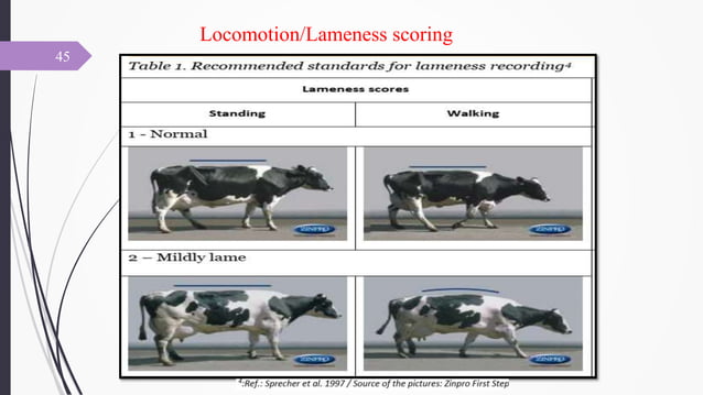 RECENT CONCEPTS IN ETIOPATHOGENESIS OF LAMENESS IN DAIRY CATTLE | PPT