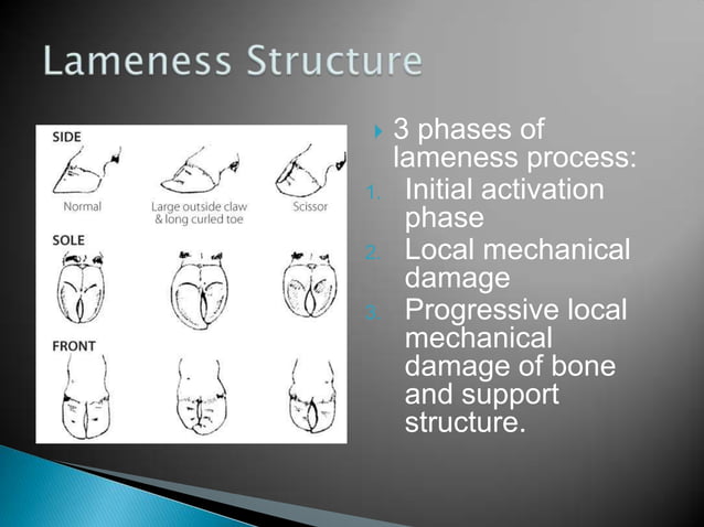 Foot Lameness in Cattle | PPT