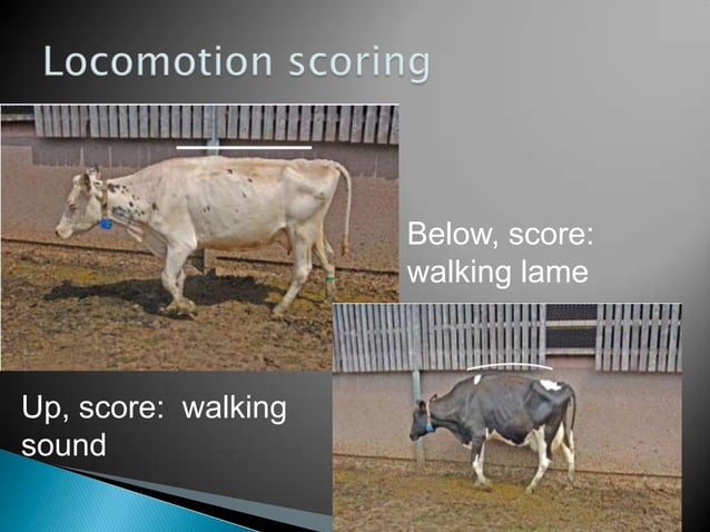 Foot Lameness in Cattle | PPT