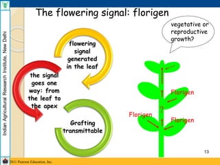 Recent development in florigen concept | PPTX | Biological Sciences ...