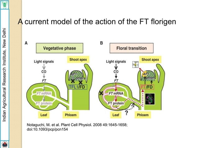 Recent development in florigen concept | PPTX | Biological Sciences ...