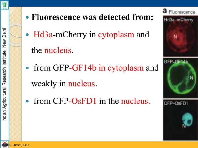 Recent development in florigen concept | PPTX | Biological Sciences ...