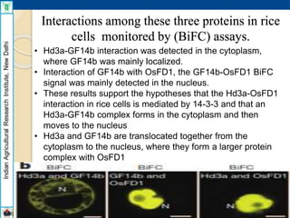 Recent development in florigen concept | PPTX