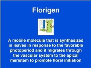 Recent development in florigen concept | PPTX
