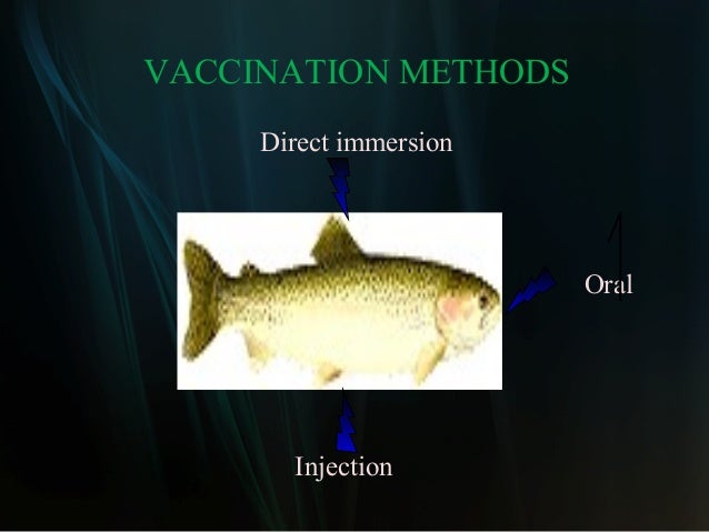 Recent developments in vaccination in fish