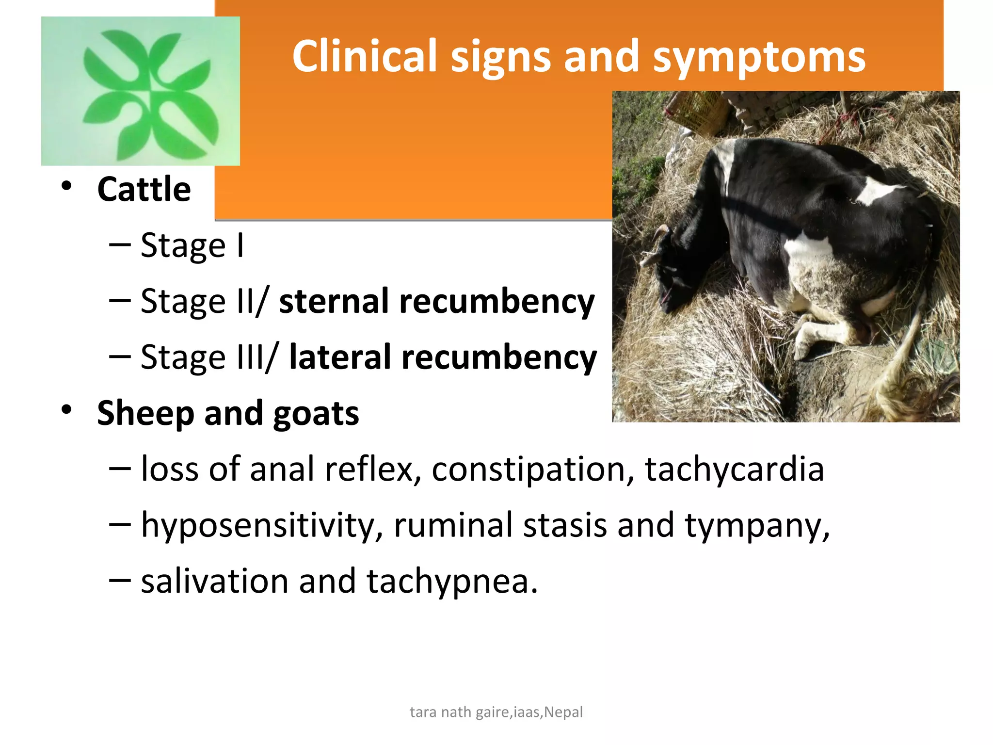Recent diagnosis and treatment of milk fever in | PPT