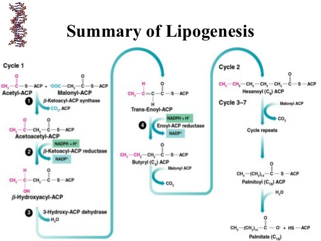 Recent lipid metabolism