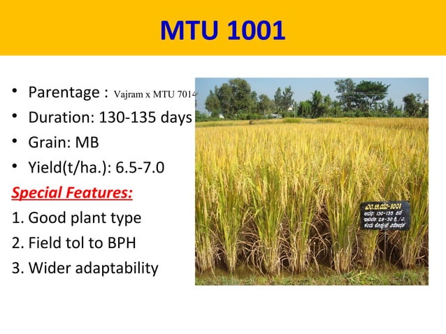 Recent rice varieties and hybrids of karnataka by m.p.rajanna 22.6.2013 ...
